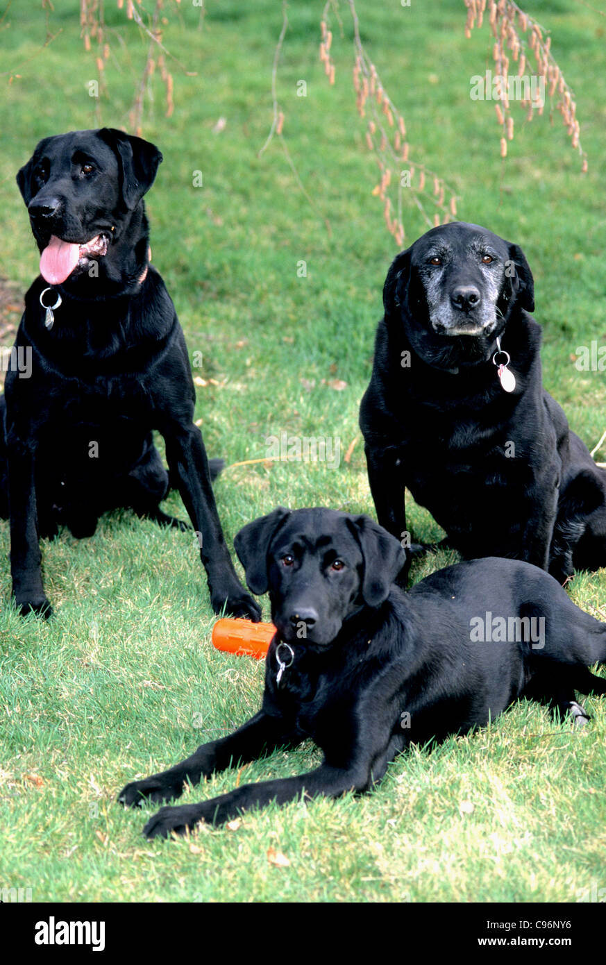 Three generations of labrador retrievers hi-res stock photography and ...