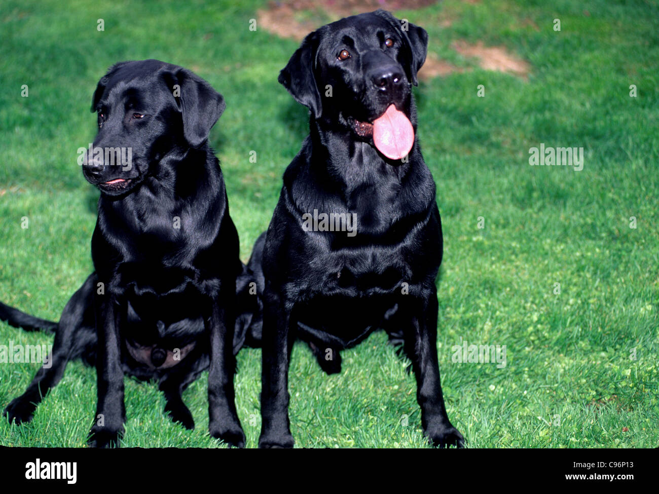 Two generations of Labrador retrievers Stock Photo - Alamy