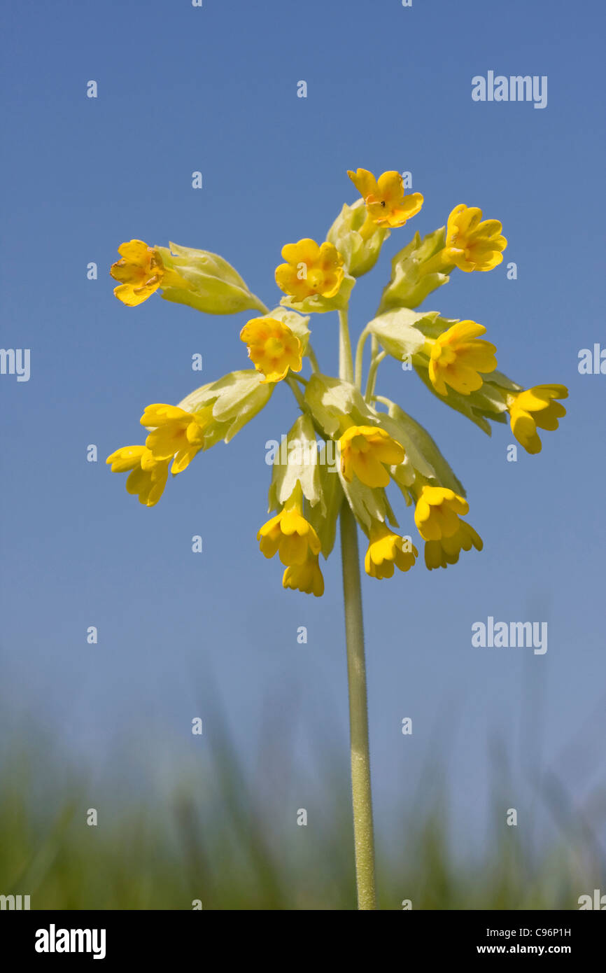 Blue cowslip hi-res stock photography and images - Alamy