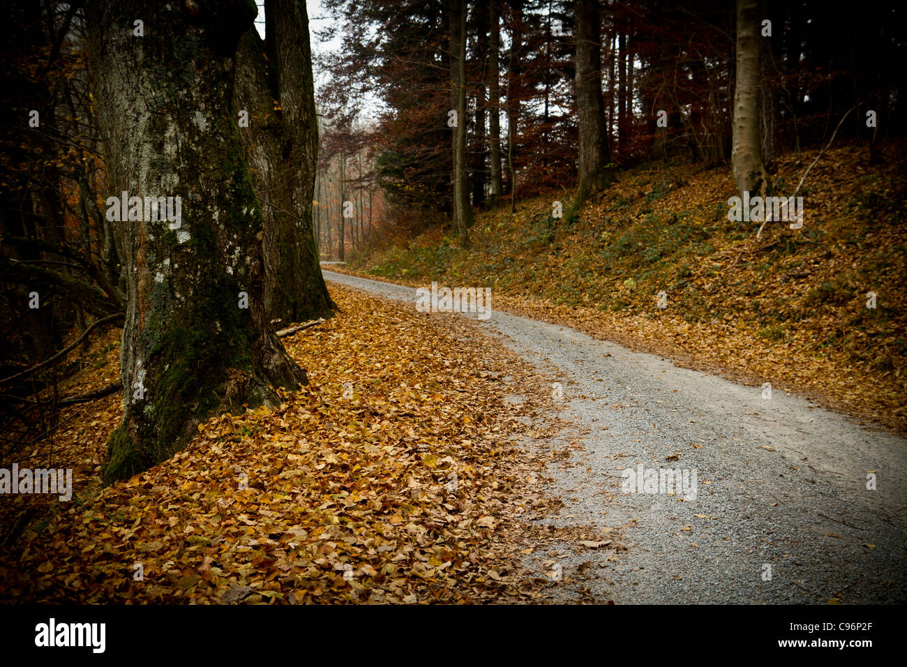 path in german forest with orange leaves Stock Photo - Alamy