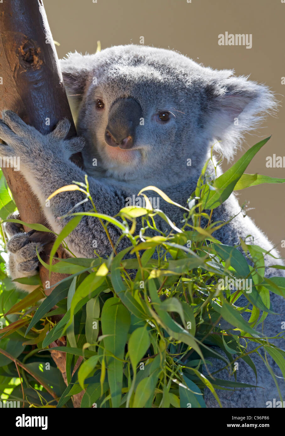 Oso marsupial hi-res stock photography and images - Alamy