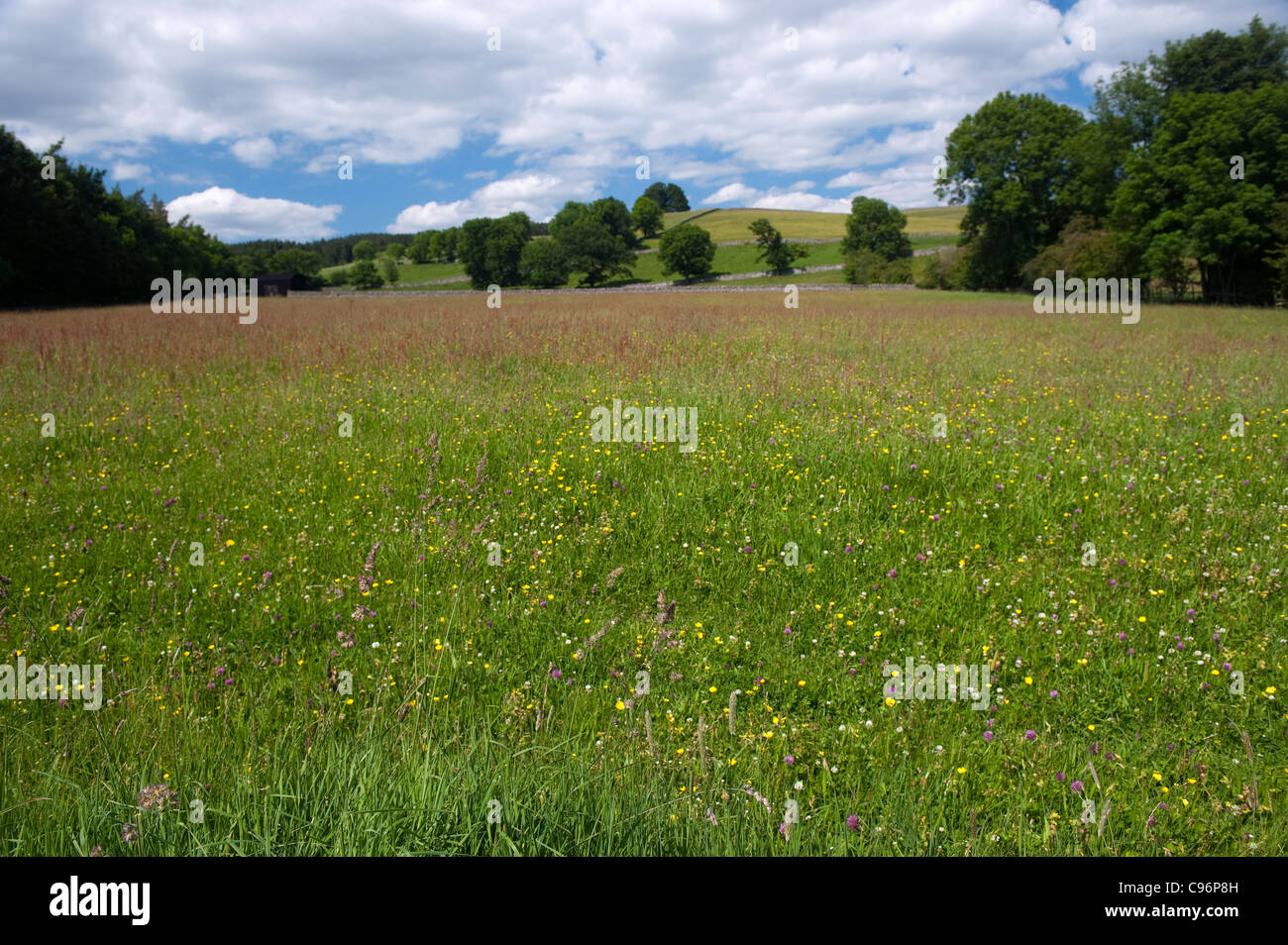Traditional hay meadow with wildflowers in ready for cutting. Upper ...