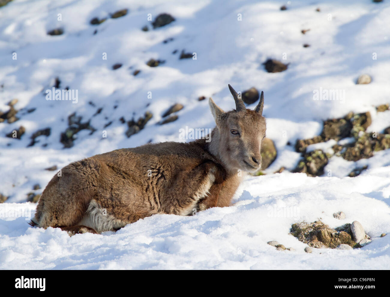 Alpine ibex (Capra ibex Stock Photo - Alamy