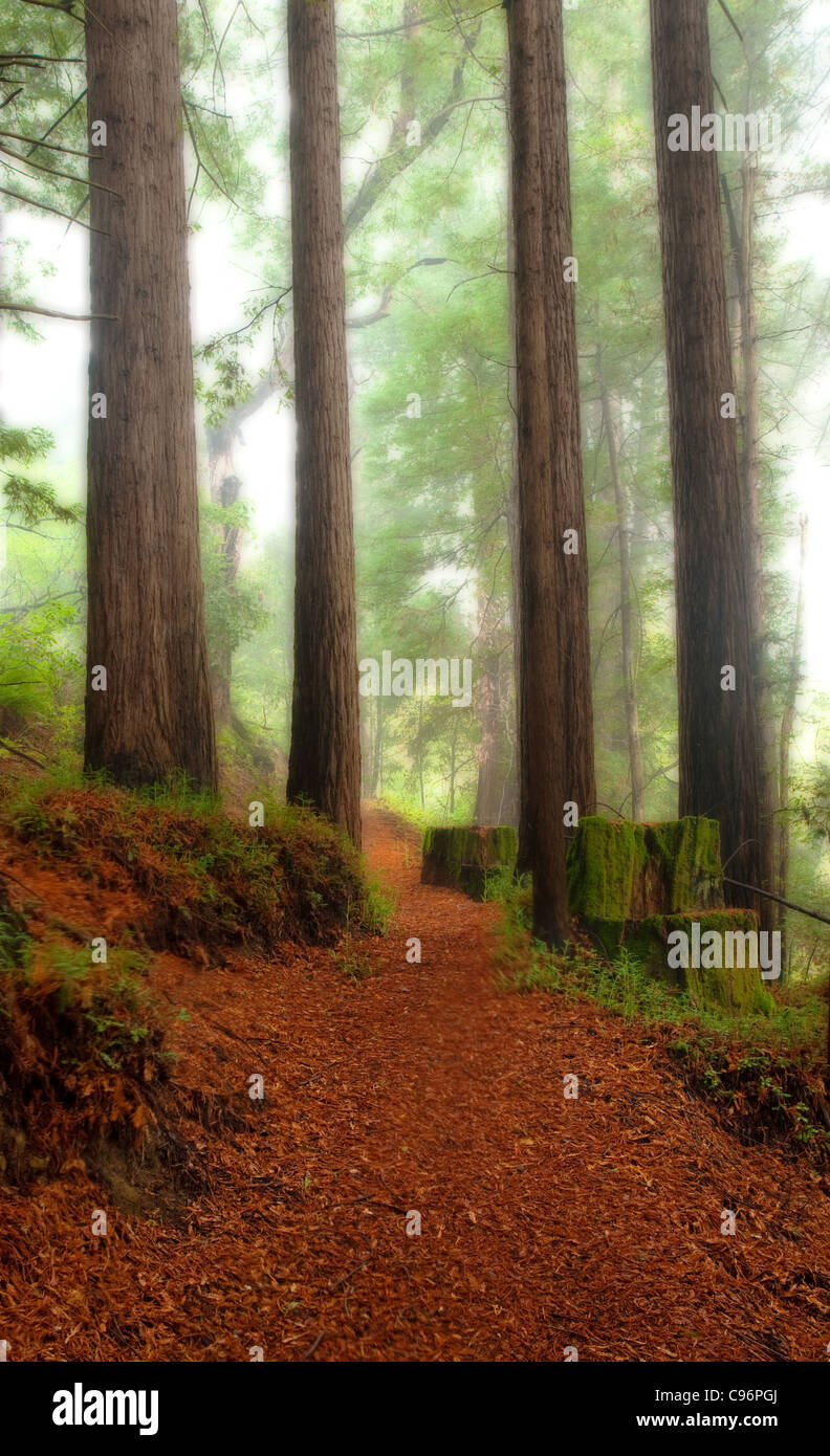 Majestic trees frame a hiking path in a California redwood forest Stock ...