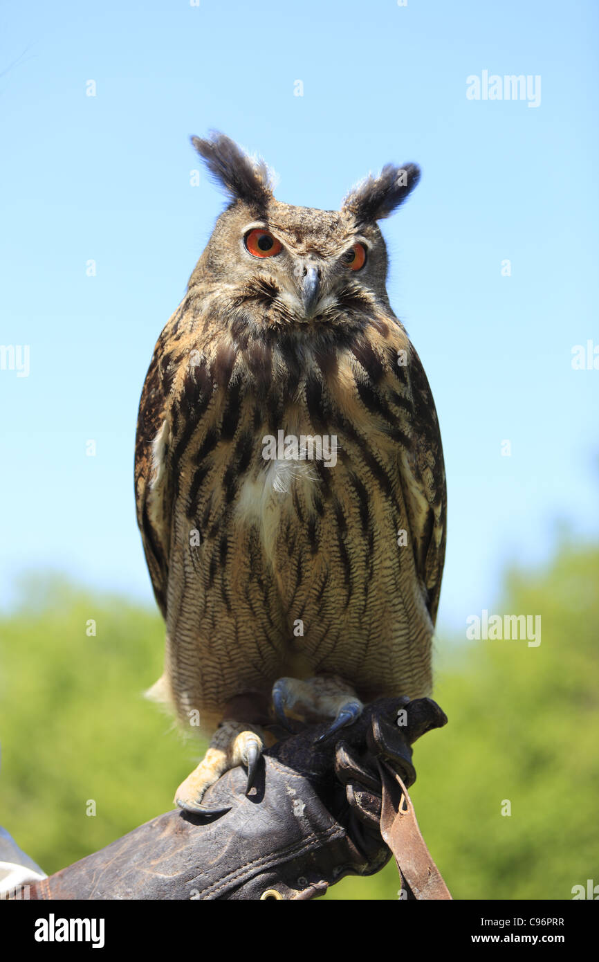 Animal tamers hi-res stock photography and images - Alamy