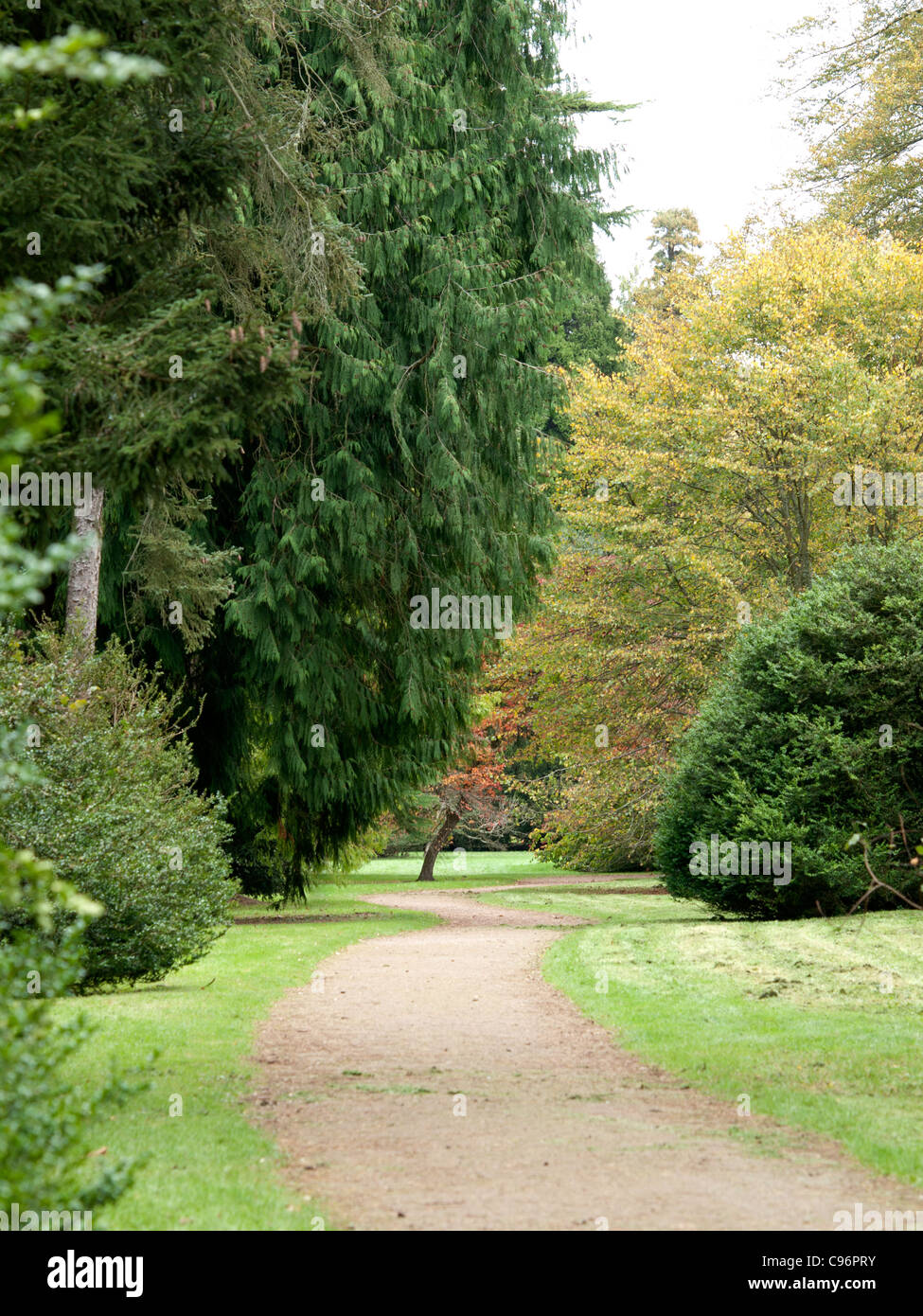 A woodland path through trees with autumn coloured leaves with red Acer ...