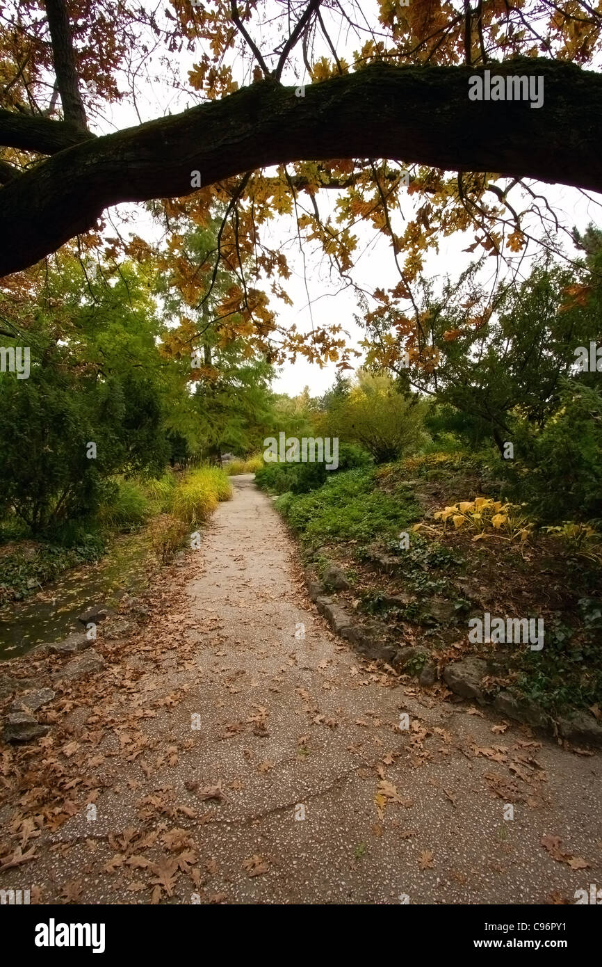 Japanese Elm Trees High Resolution Stock Photography and Images - Alamy