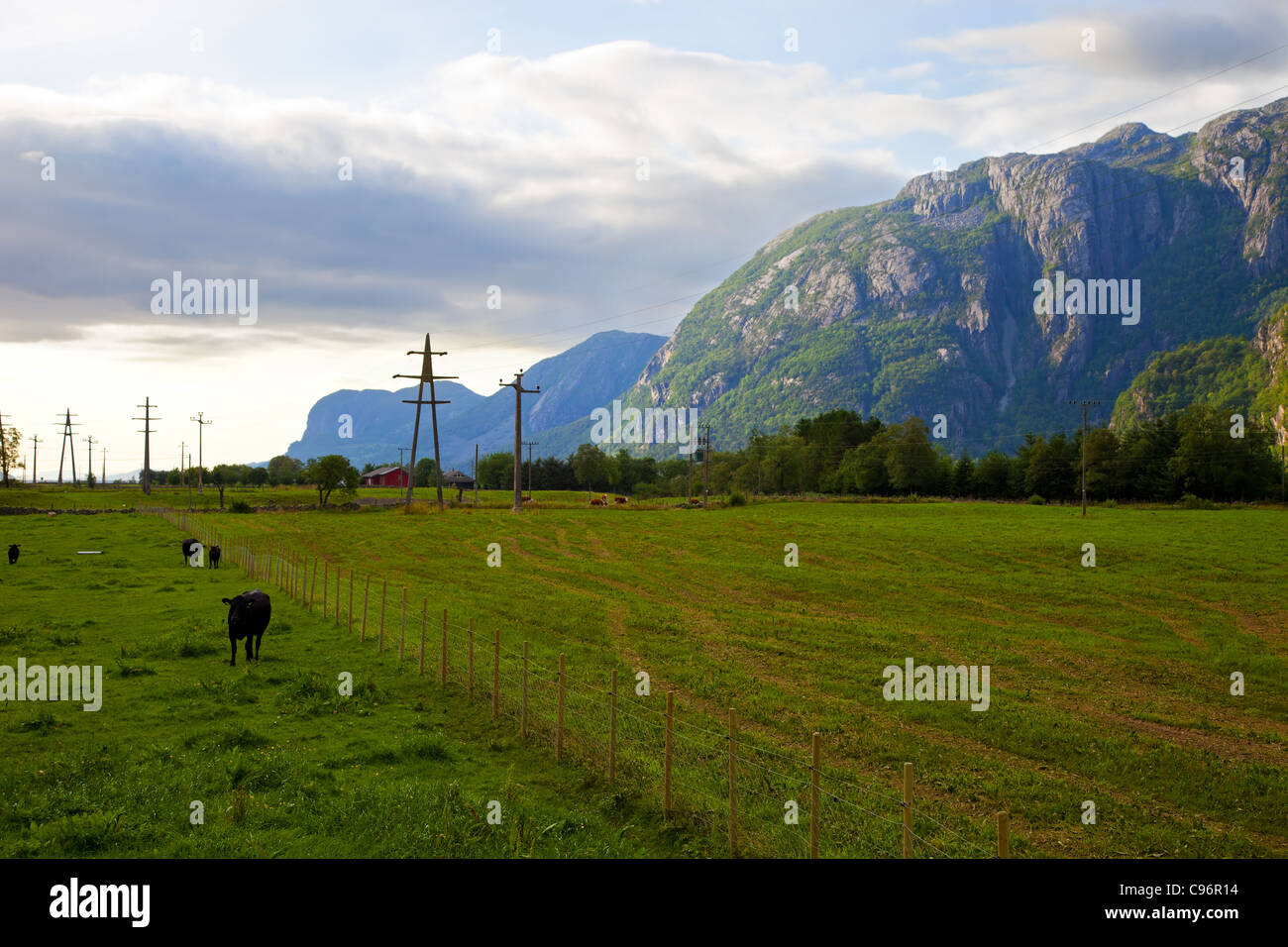 Cows in mountain pasture, Norway Stock Photo - Alamy