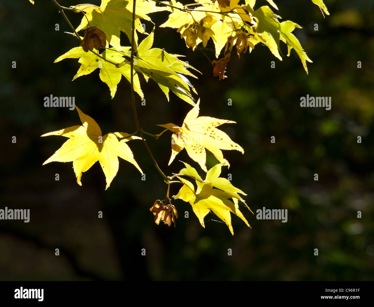 Yellow acer leaves in the sunshine Stock Photo - Alamy
