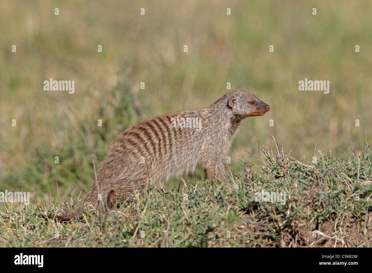 Banded mongoose hi-res stock photography and images - Alamy