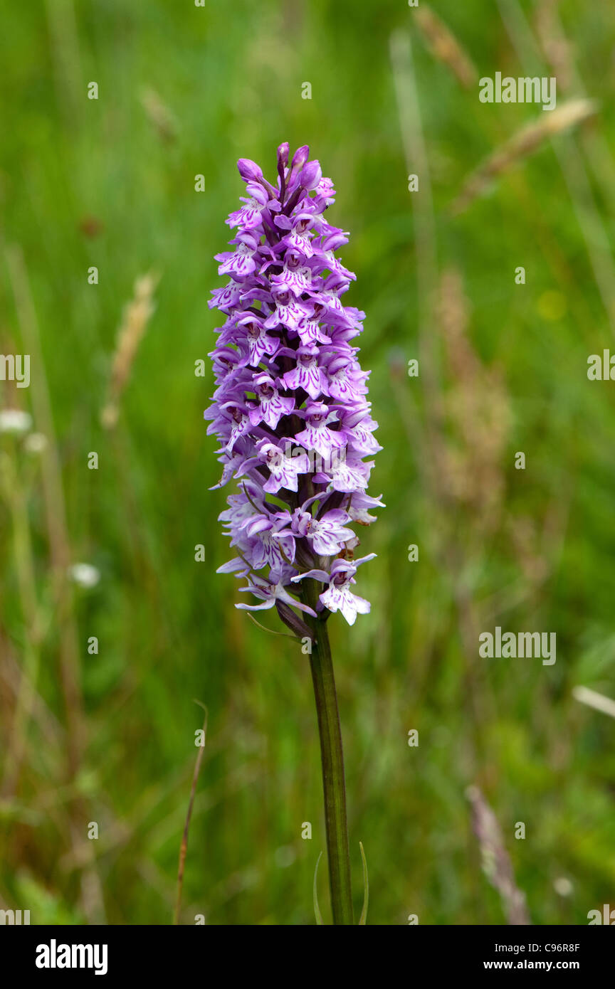 Purple marsh flower hi-res stock photography and images - Alamy