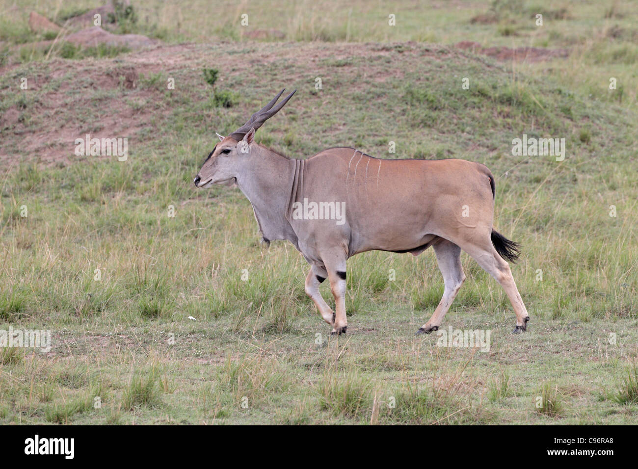 Eland antelope hi-res stock photography and images - Alamy