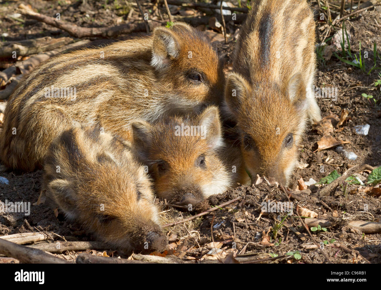 Young wild boars (Sus scrofa Stock Photo - Alamy