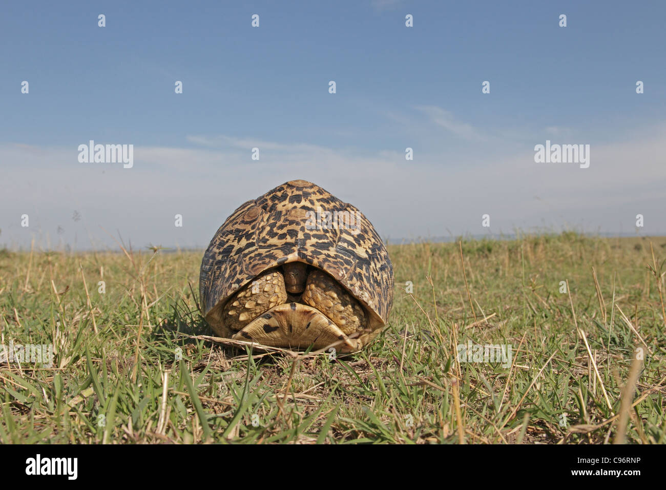 Tortoise in its shell hi-res stock photography and images - Alamy