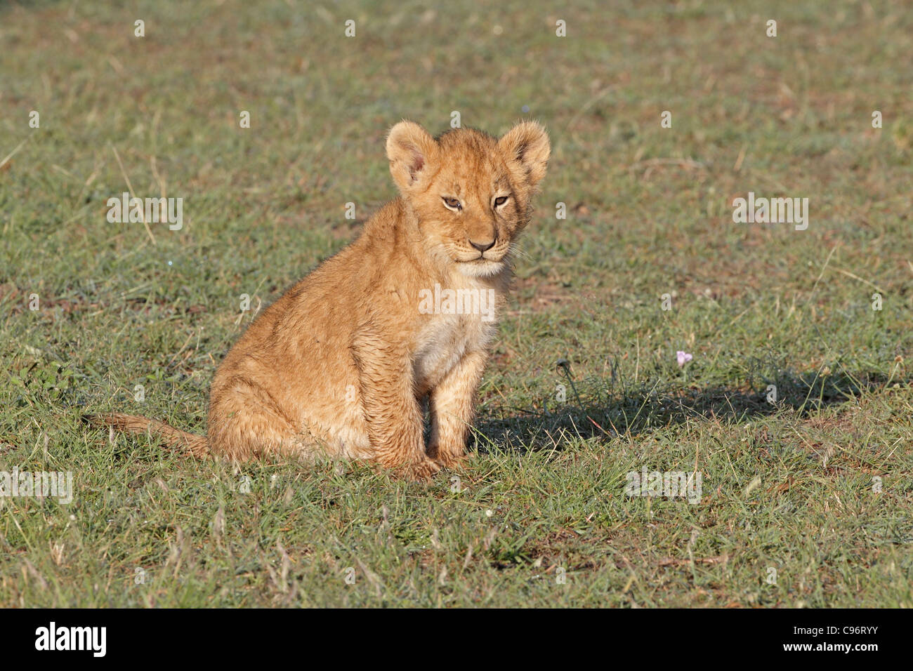 Young lion cub hi-res stock photography and images - Alamy