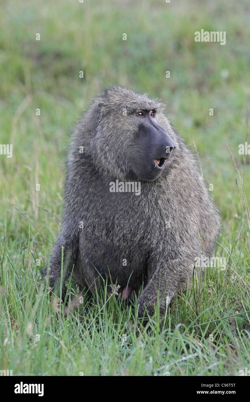Baboon in grass hi-res stock photography and images - Alamy