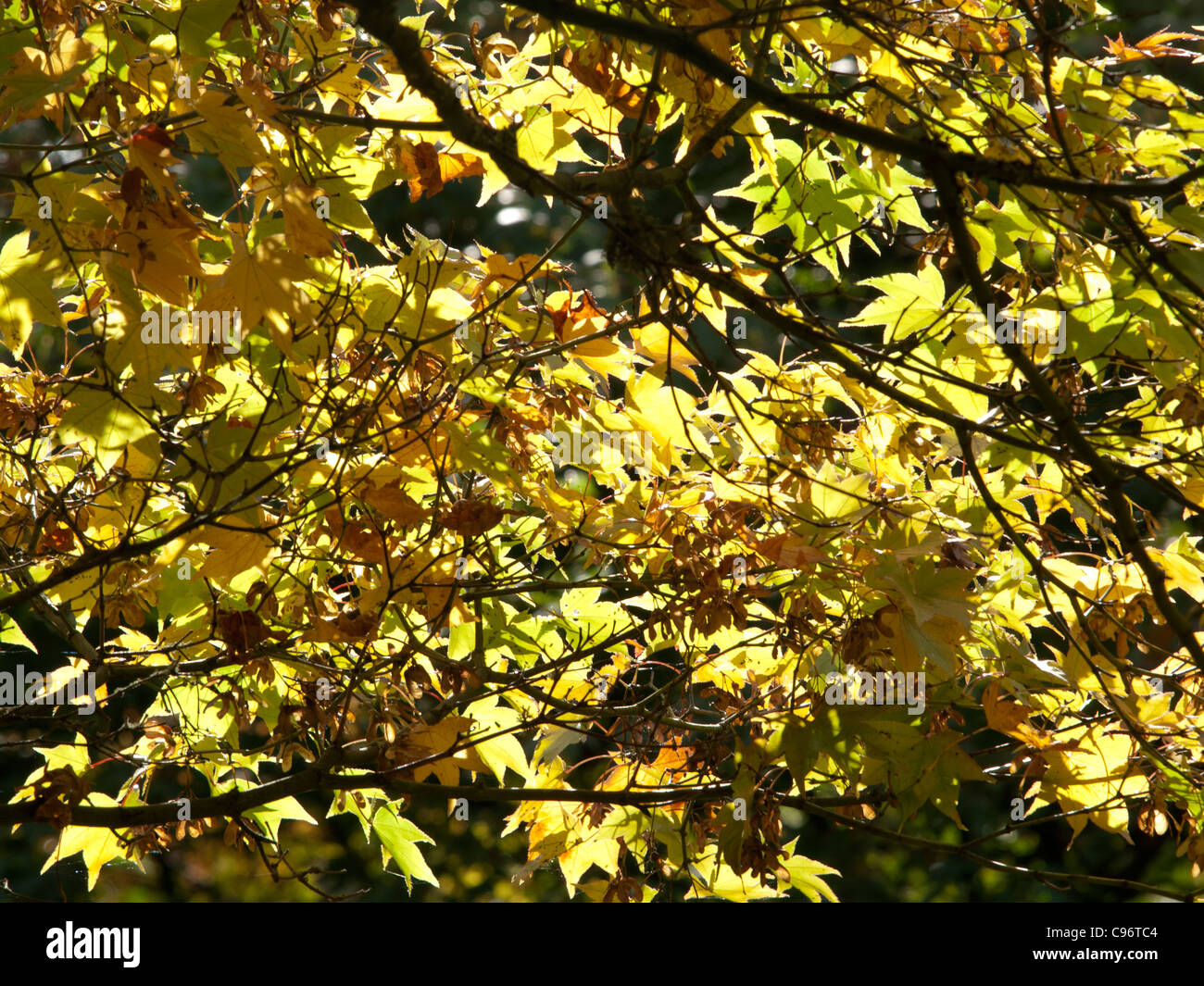 Tree ful of Yellow acer leaves in the sunshine Stock Photo - Alamy