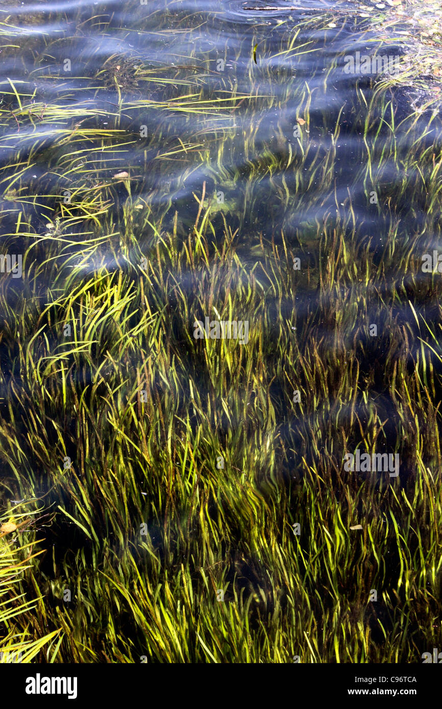 Water Reeds in River Thames UK Stock Photo - Alamy