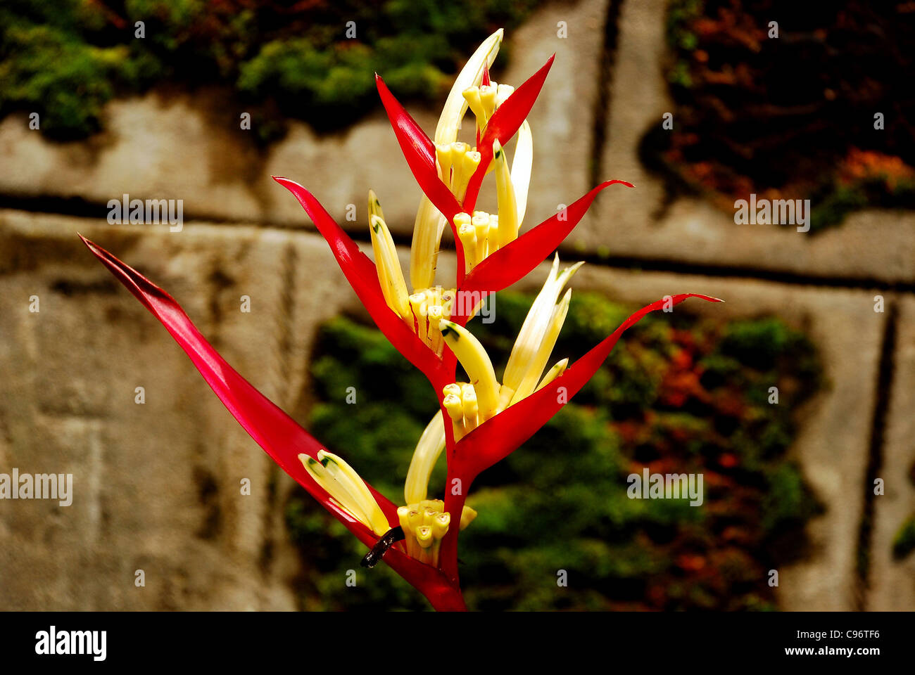 Long stem flowers hi-res stock photography and images - Alamy