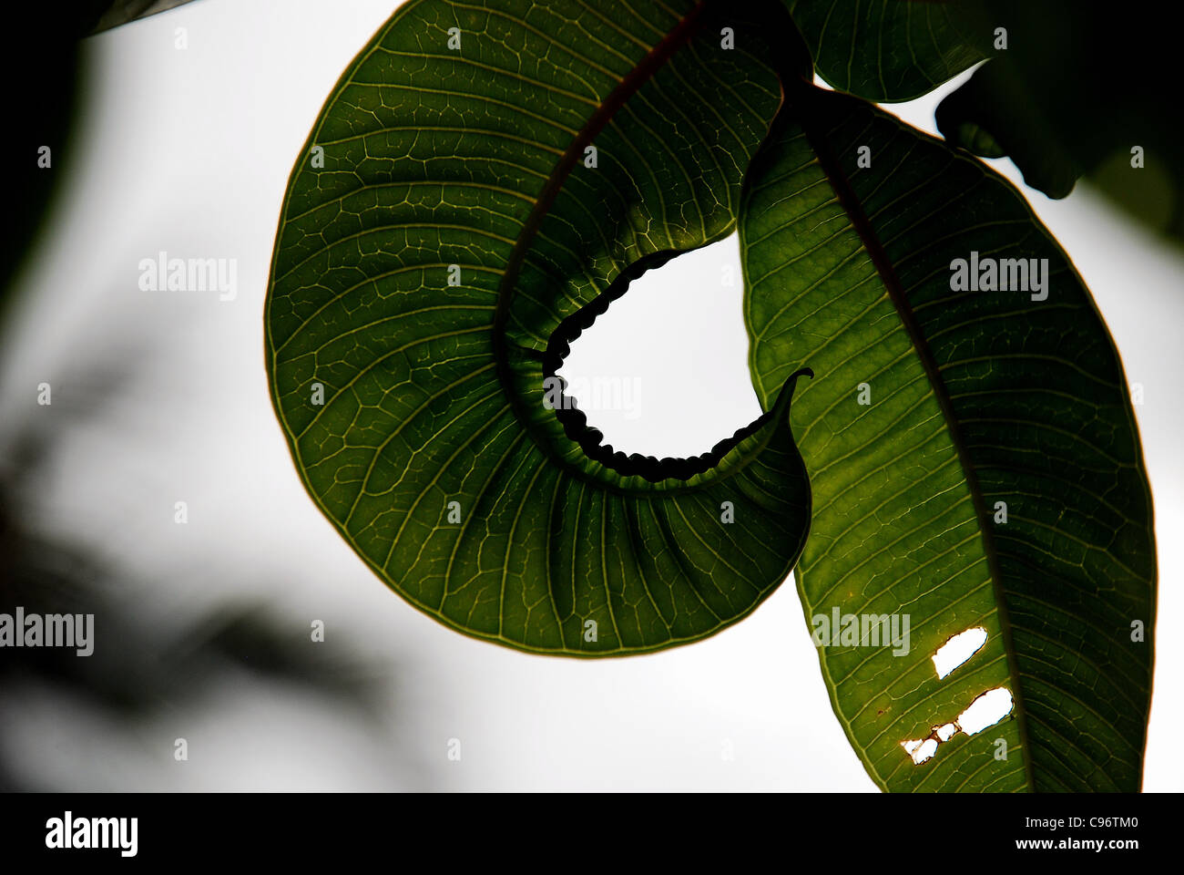 Green curled leaf with sky background Stock Photo - Alamy
