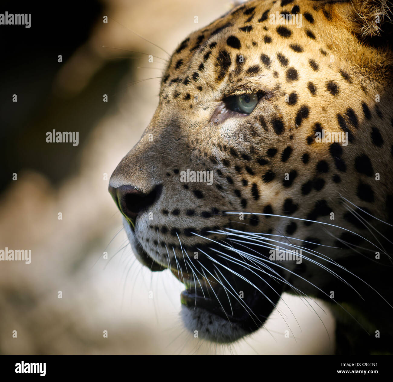 portrait of a leopard with dramatic illumination in the eye Stock Photo ...