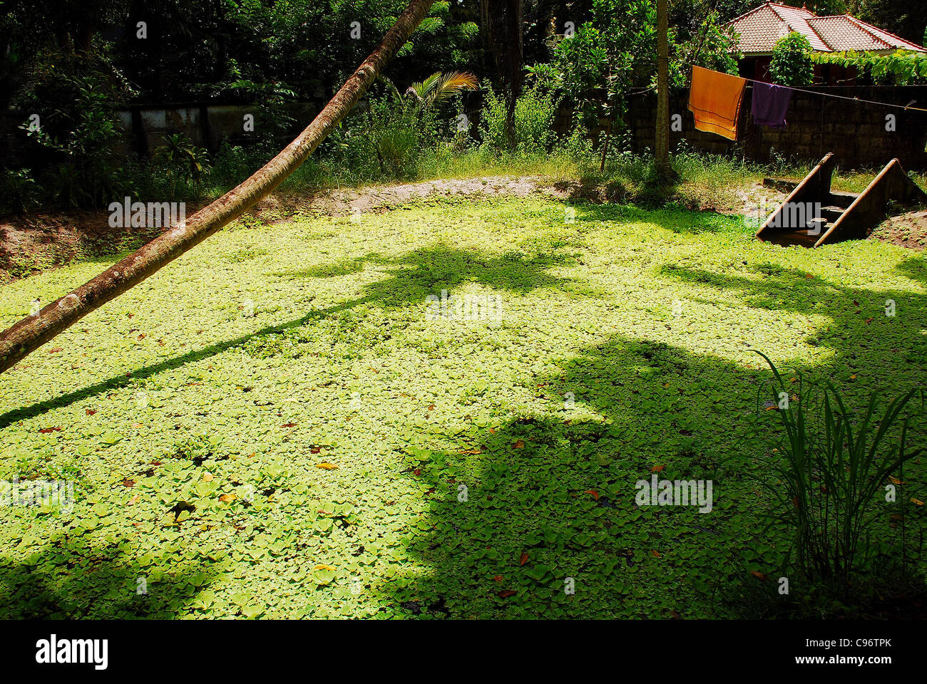 Pond full of moss in Kerala Stock Photo - Alamy