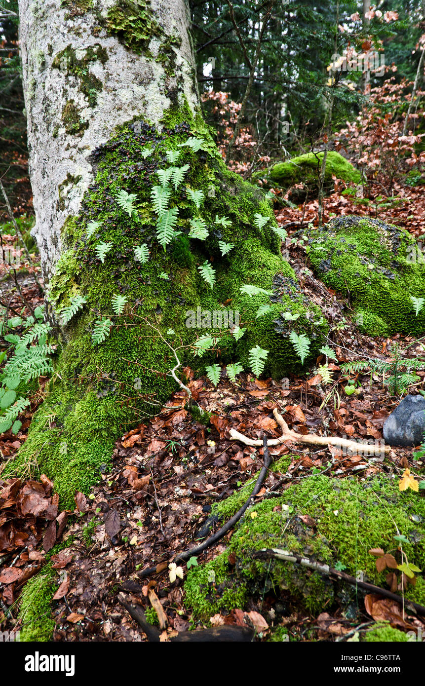 forest soil foreground with mossy beech tree's roots and rocks Stock ...