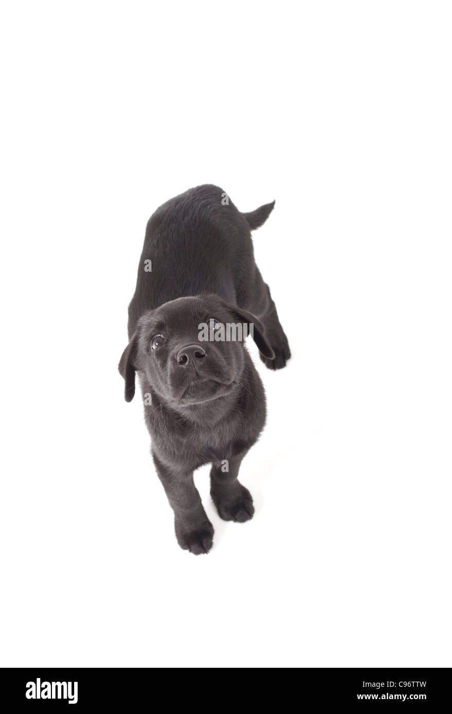 Black labrador puppy sad Cut Out Stock Images & Pictures - Alamy