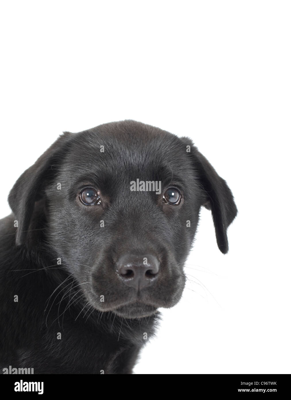 head shot of black labrador puppy Stock Photo - Alamy