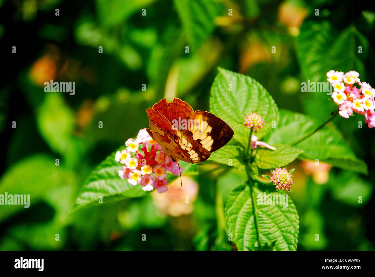 Wild butterfly on flower Stock Photo - Alamy