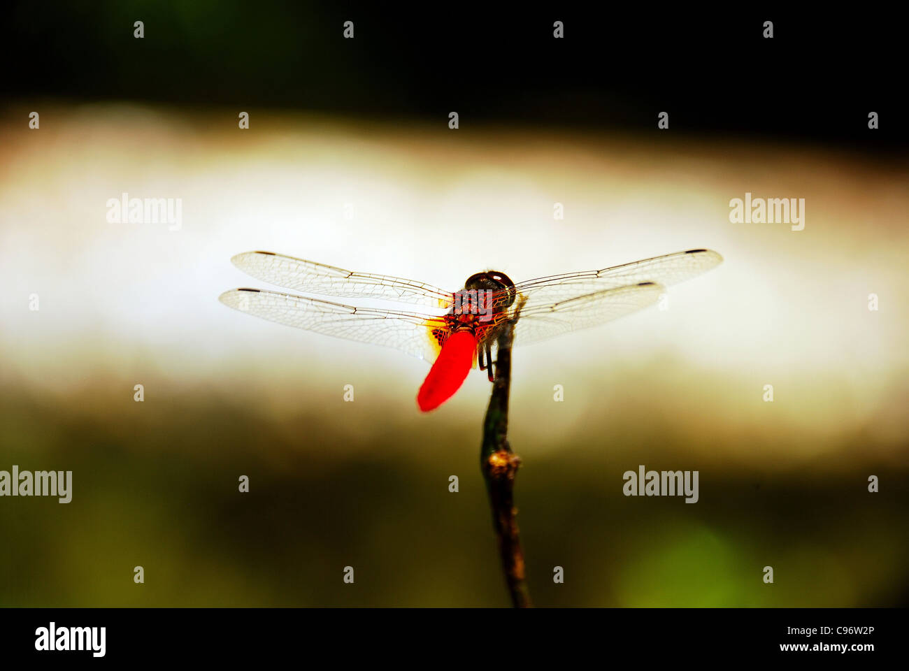 Dragonfly india hi-res stock photography and images - Alamy