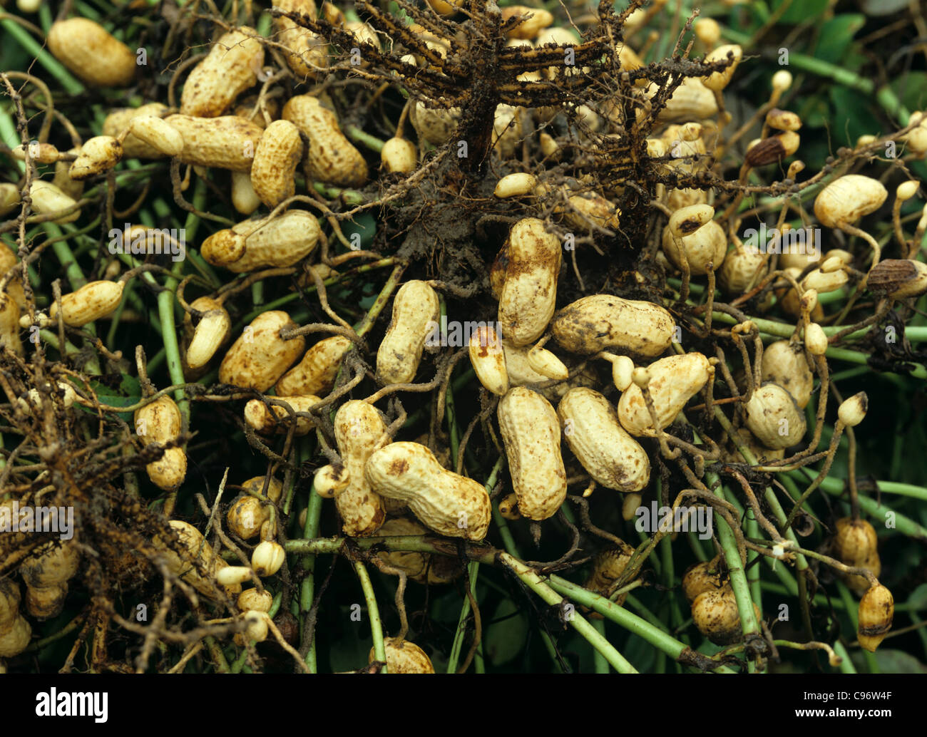 Groundnut Crop