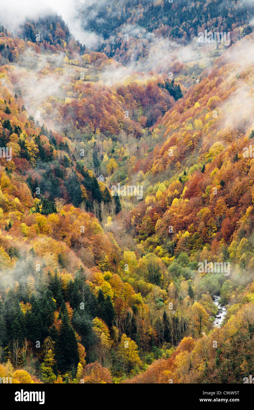landscape of valley in autumn with lots of different trees species and ...