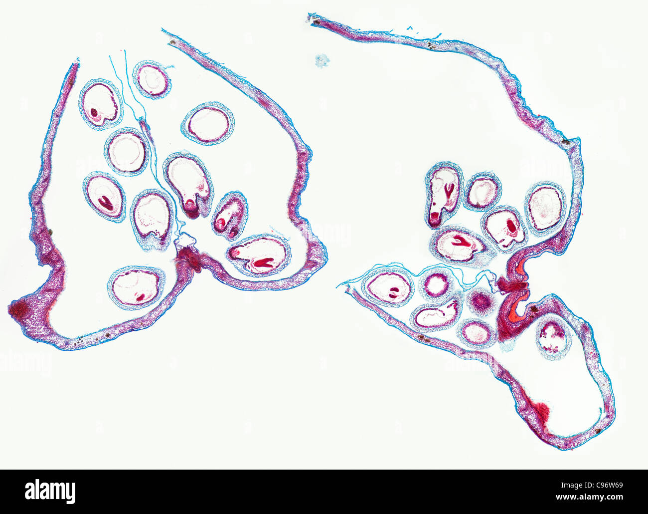 Shepherds Purse, Capsella, embryos seen through a microscope Stock ...