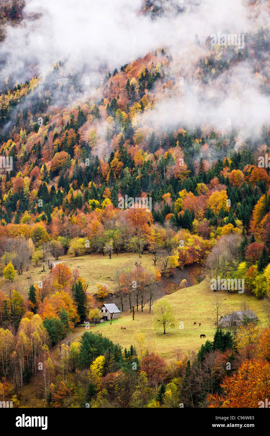 landscape of valley in autumn with lots of different trees species and ...