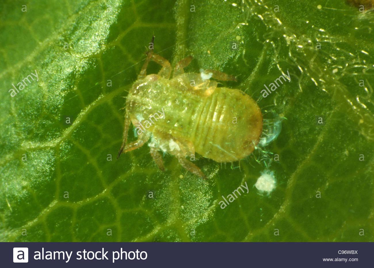 Psyllidae Stock Photos & Psyllidae Stock Images - Alamy