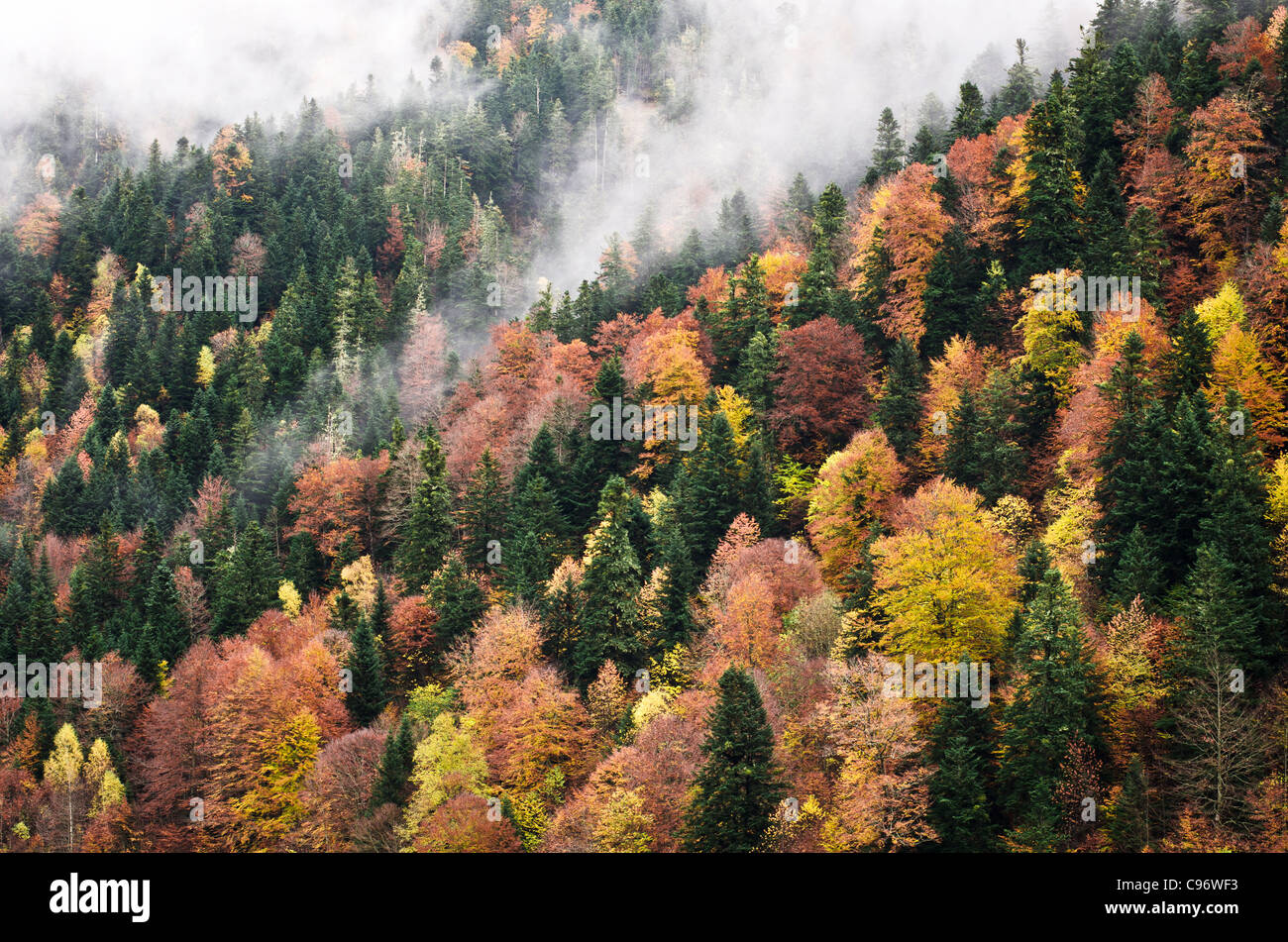 landscape of forest in autumn with lots of different trees species ...