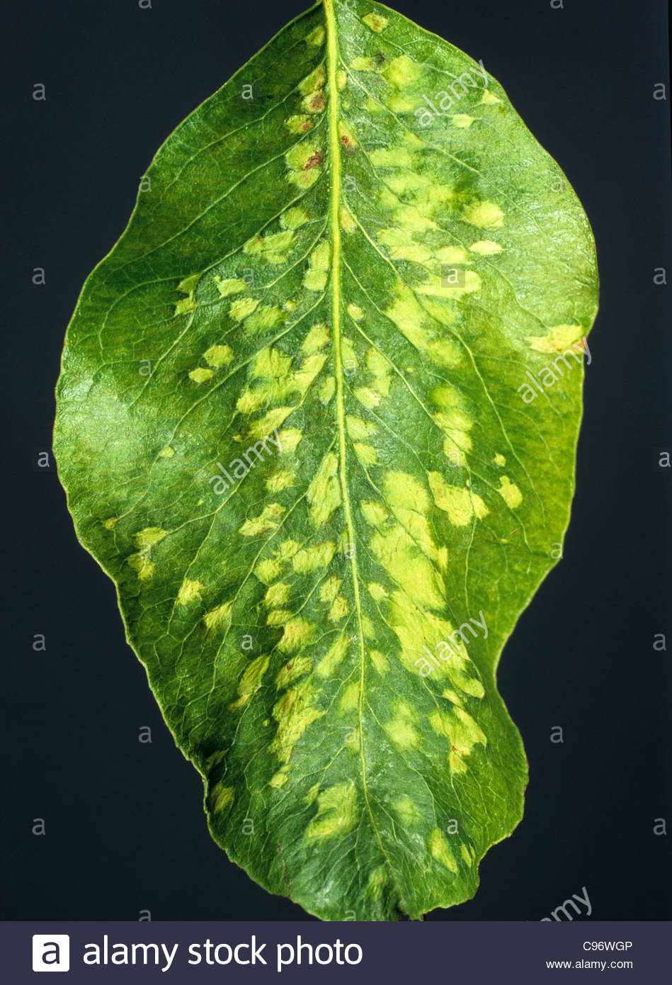 Eriophyidae Stock Photos & Eriophyidae Stock Images - Alamy