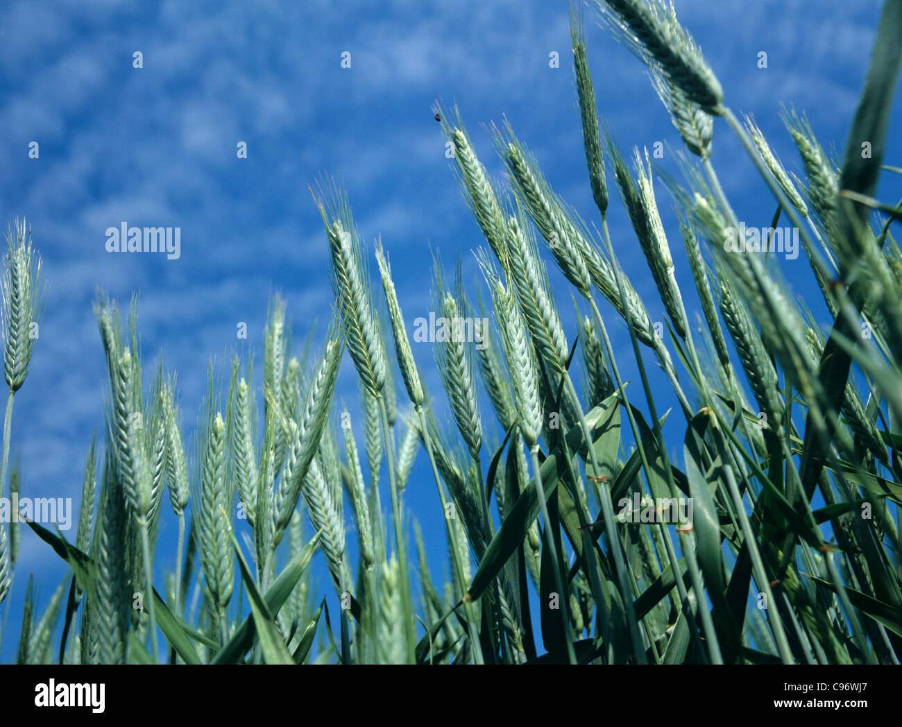 Triticale hi-res stock photography and images - Alamy
