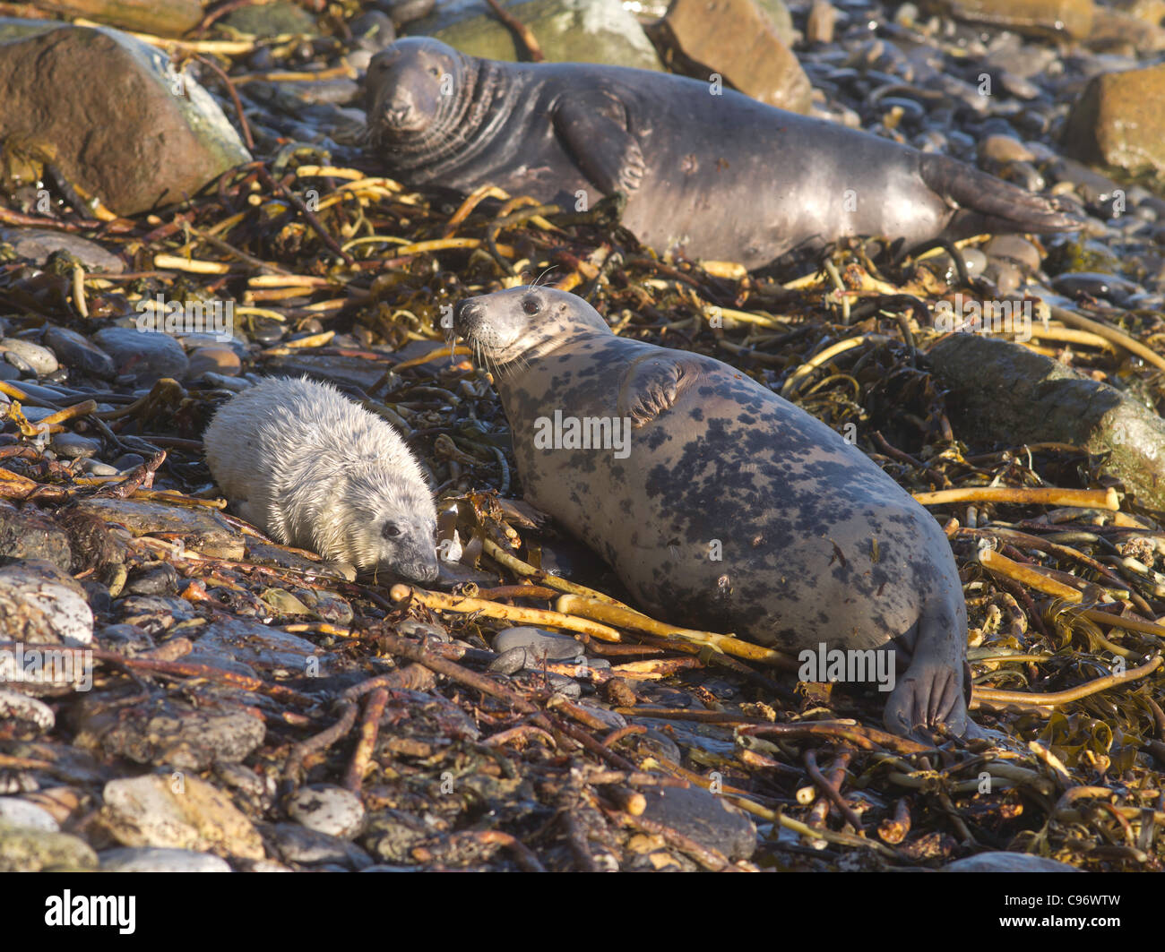 Baby seals hi-res stock photography and images - Alamy