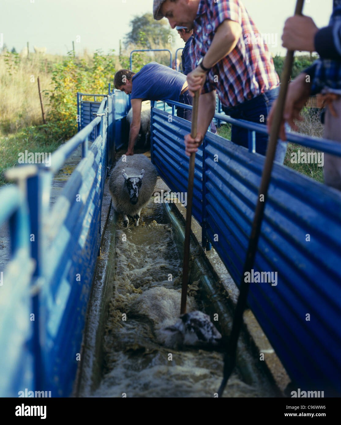 Sheep Dip Stock Photos & Sheep Dip Stock Images - Alamy