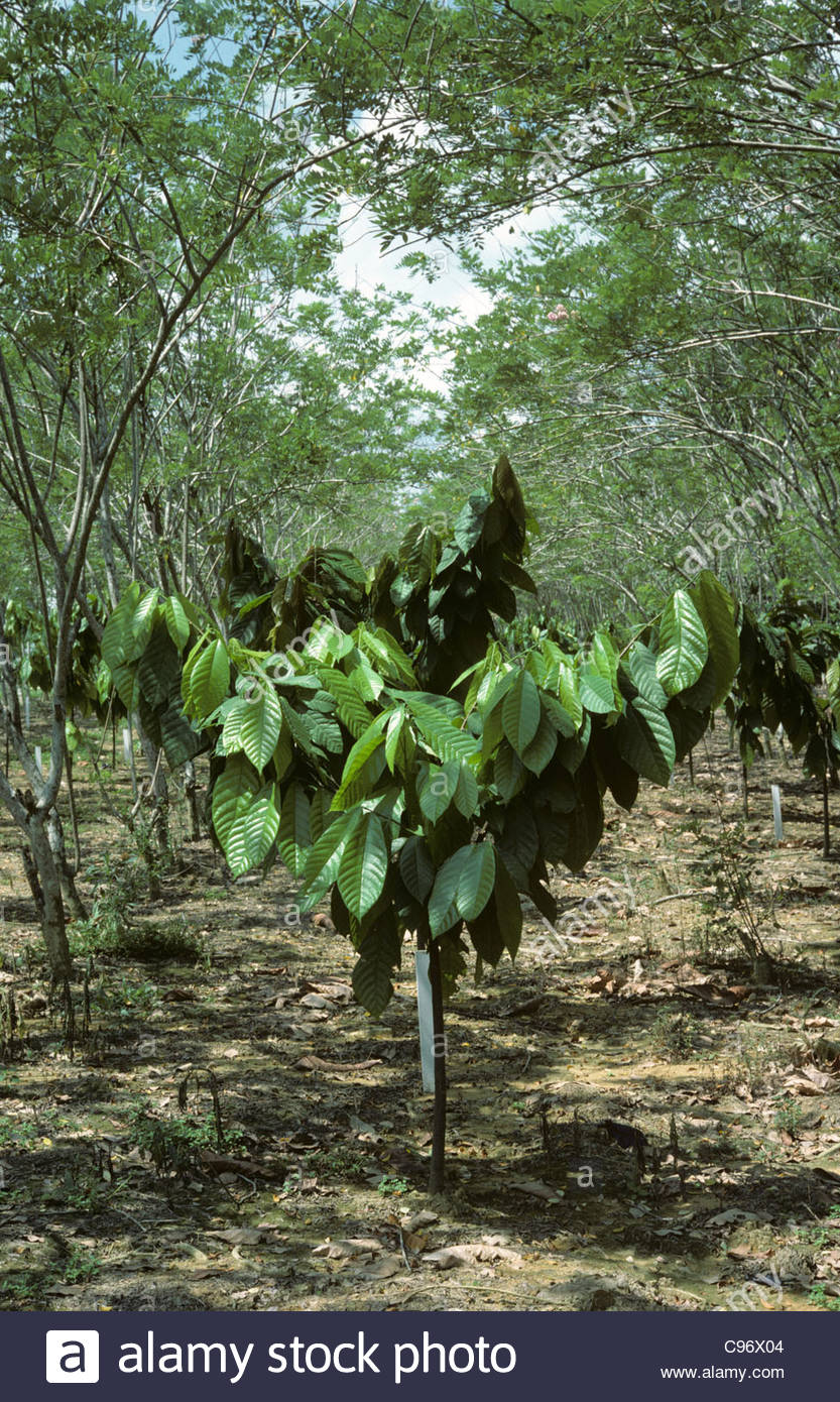 Cocoa Trees Stock Photos & Cocoa Trees Stock Images - Alamy