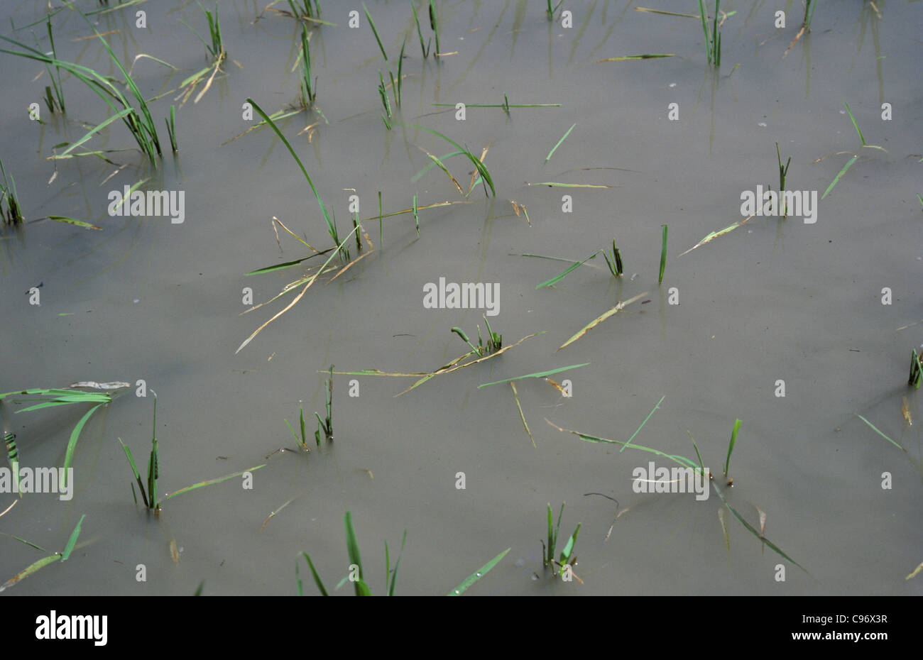 Rice armyworm (Spodoptera mauritia) caterpillar damage to transplanted ...