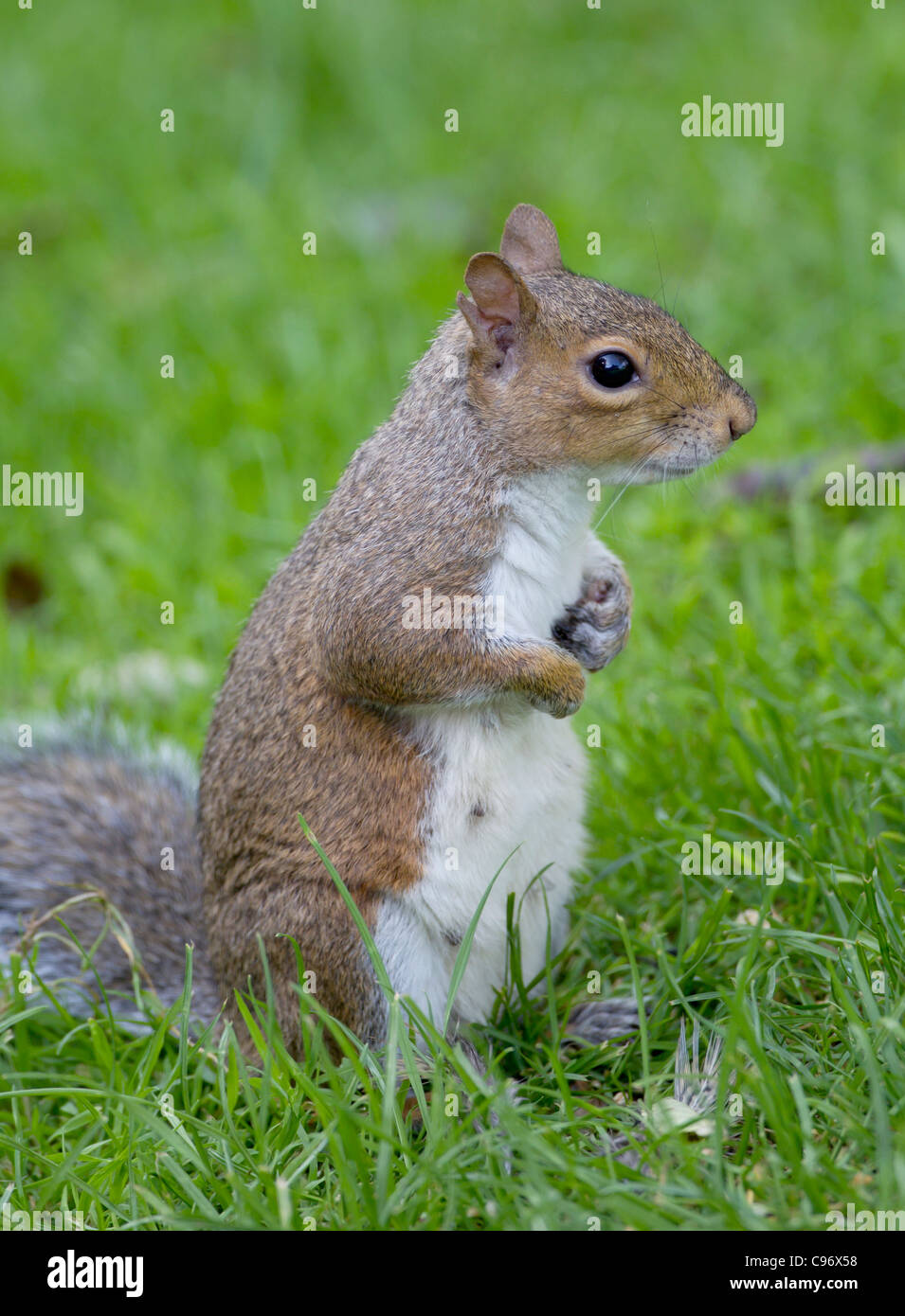 Grey Squirrel Sciurus carolinensis sat upright looking cute and cuddly ...