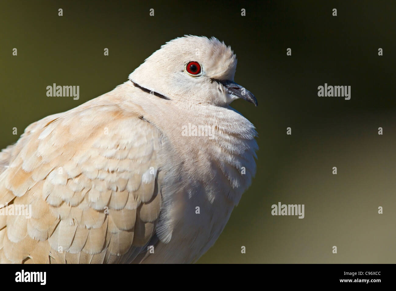 COLLARED DOVE CLOSE-UP Stock Photo - Alamy