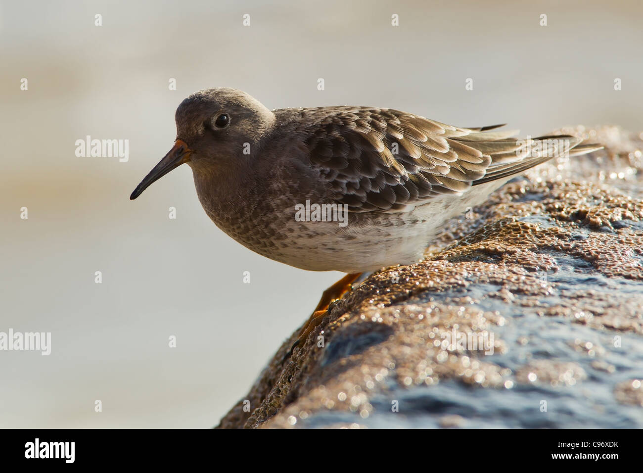 Purple sandpiper uk hi-res stock photography and images - Alamy