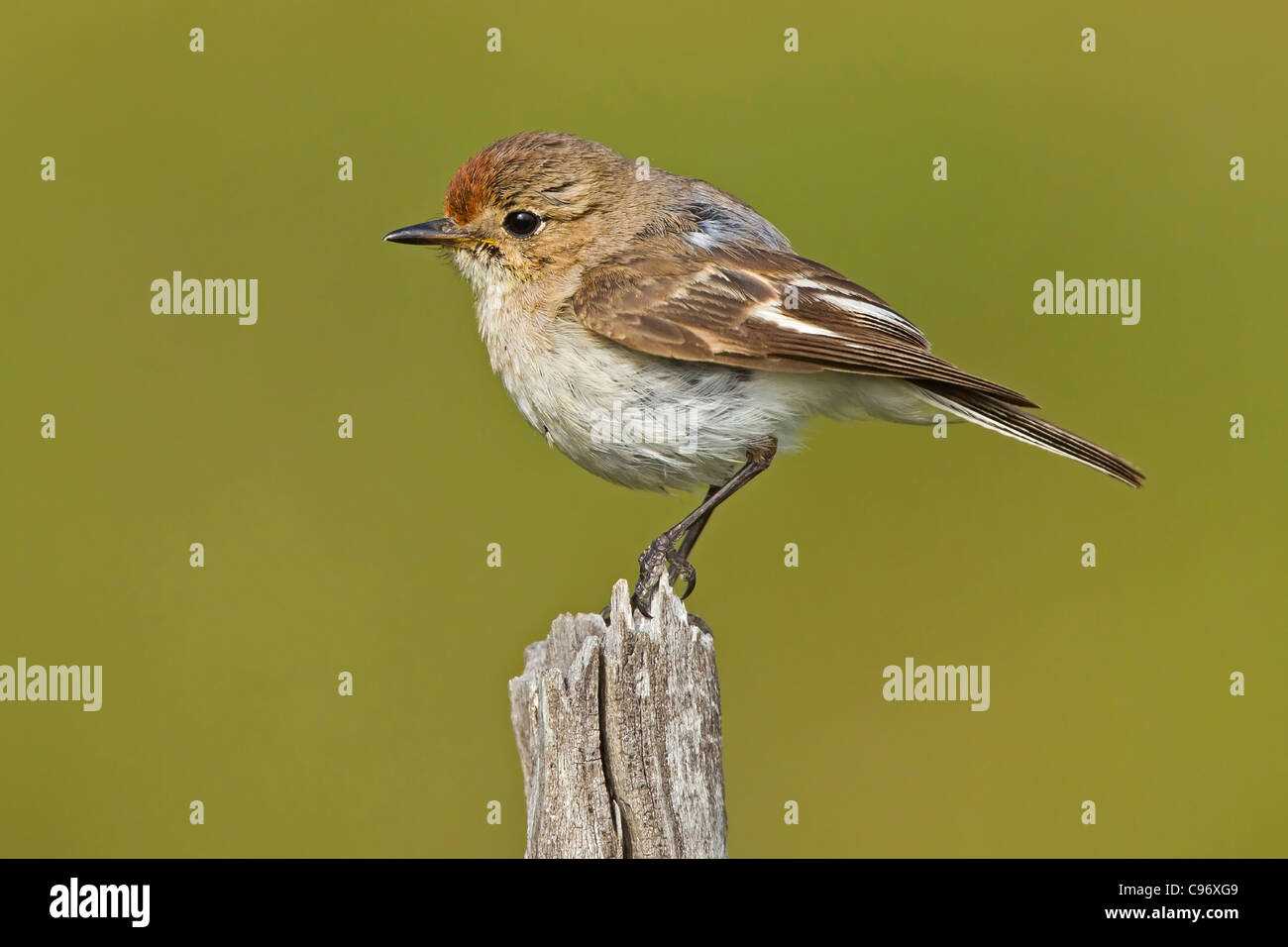 RED-CAPPED ROBIN FEMALE PERCHED ON AN OLD DEAD BRANCH Stock Photo - Alamy