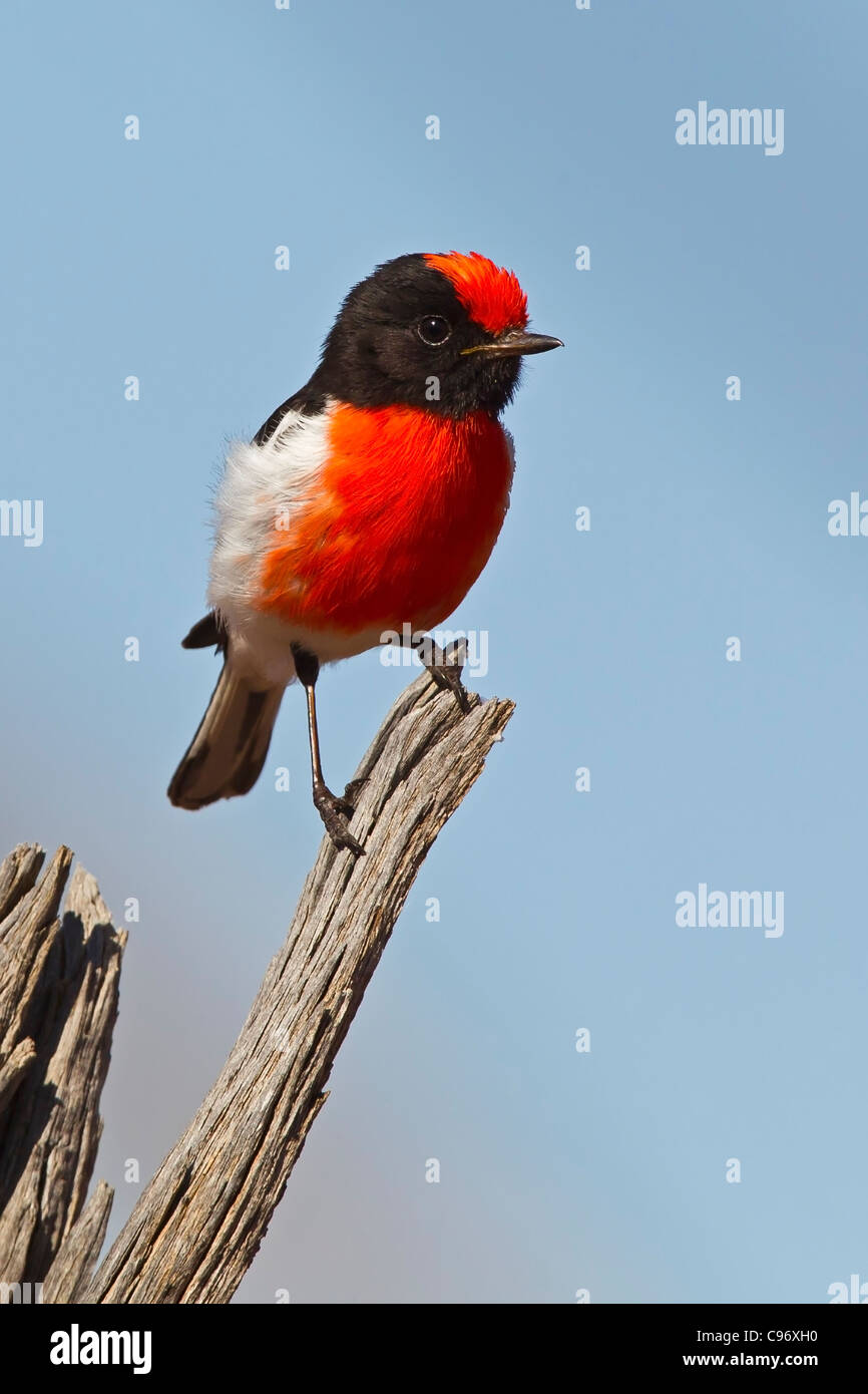 Red capped robin hi-res stock photography and images - Alamy