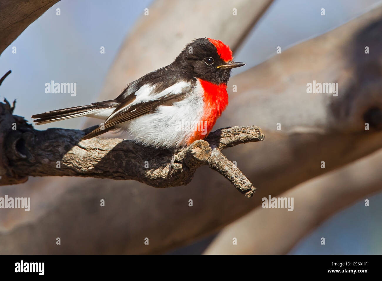 Red capped robin hi-res stock photography and images - Alamy