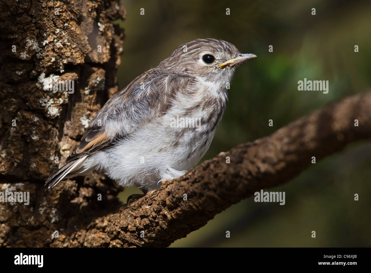 Robin fledgling hi-res stock photography and images - Alamy